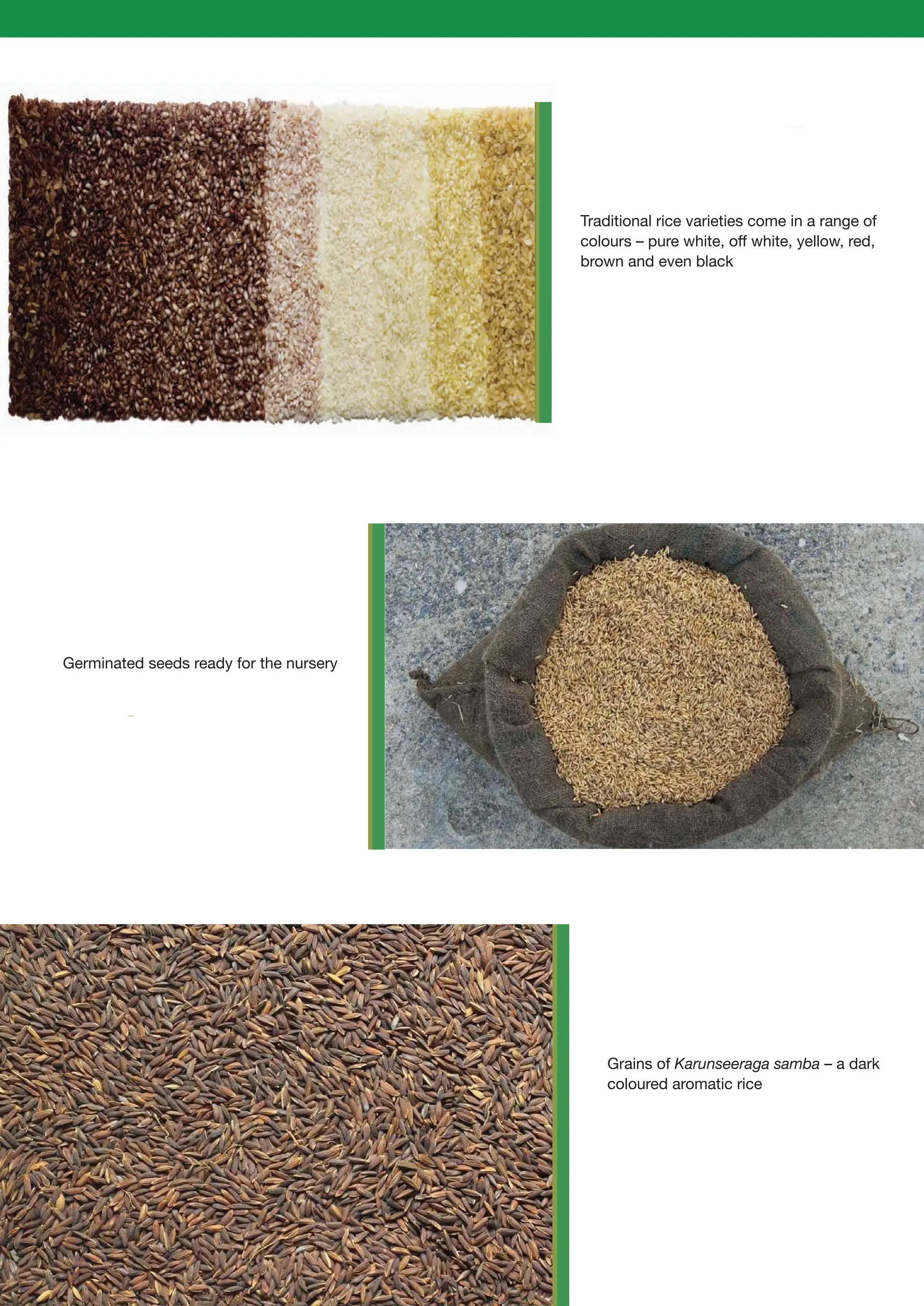 Traditional-Rice-Varieties-of-Tamilnadu_compressed.pdf