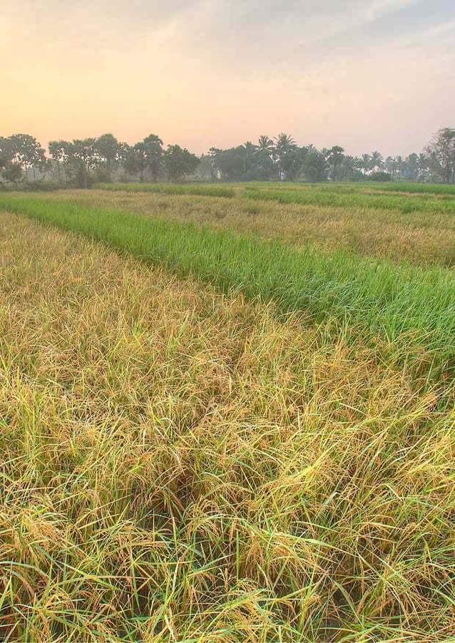 Traditional-Rice-Varieties-of-Tamilnadu_compressed.pdf