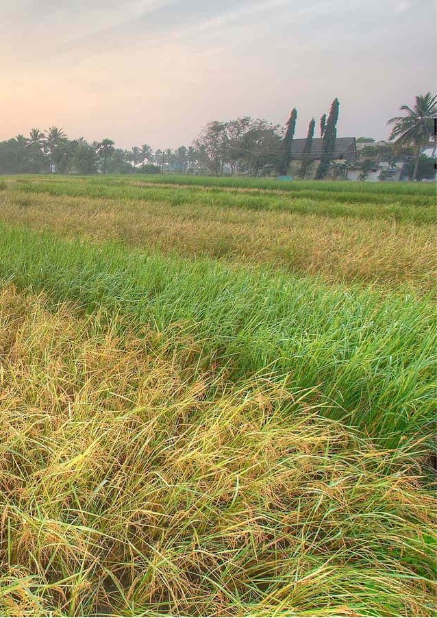 Traditional-Rice-Varieties-of-Tamilnadu_compressed.pdf