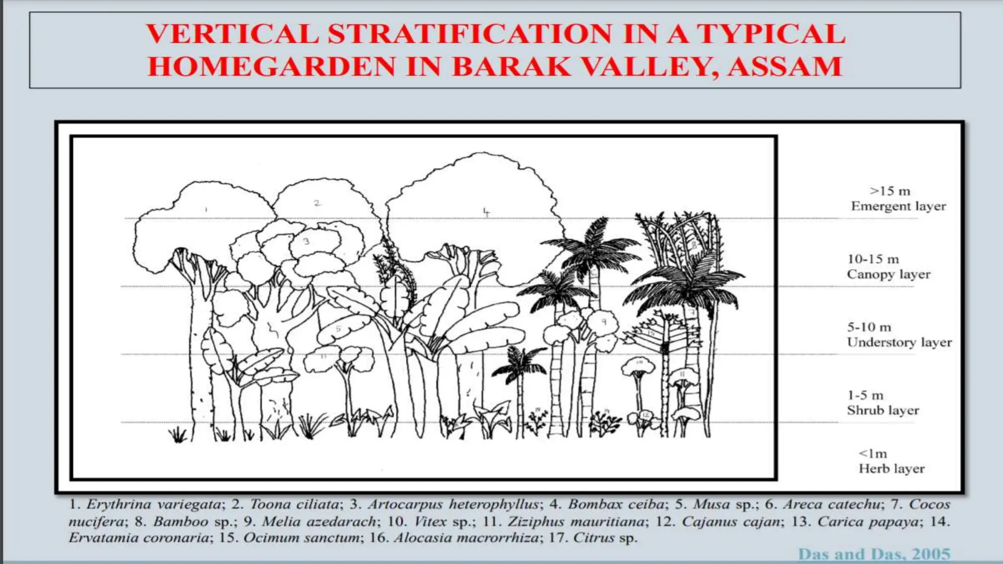 Traditional Agroforestry System in India- Shifting Cultivation, Taungya ...