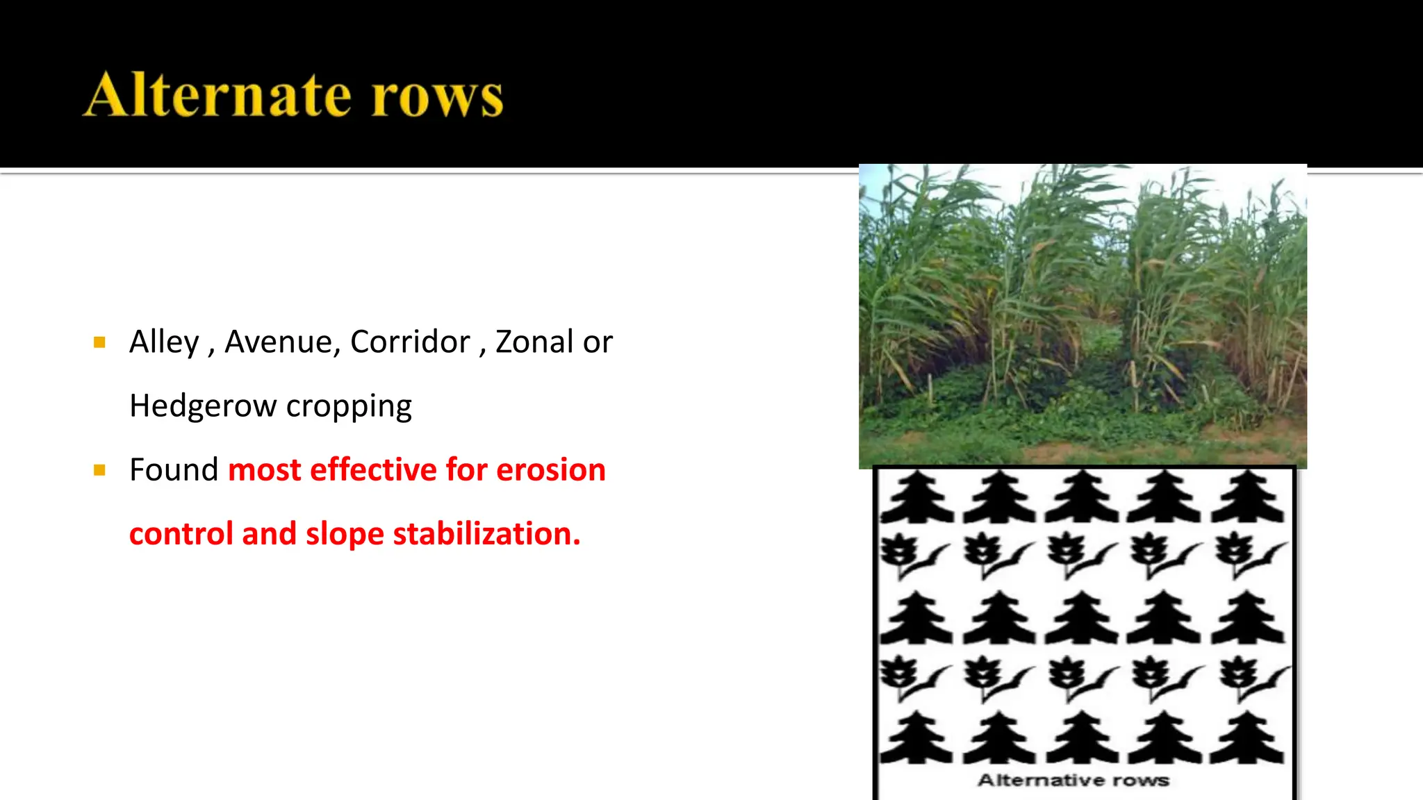 Traditional Agroforestry System in India- Shifting Cultivation, Taungya ...