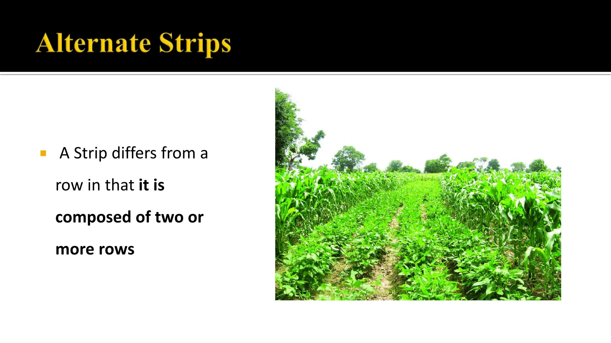 Traditional Agroforestry System in India- Shifting Cultivation, Taungya ...