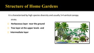 Traditional Agroforestry System in India- Shifting Cultivation, Taungya ...