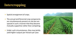 Traditional Agroforestry System in India- Shifting Cultivation, Taungya ...