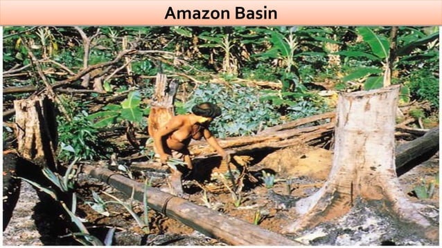 Traditional Agroforestry System in India- Shifting Cultivation, Taungya ...