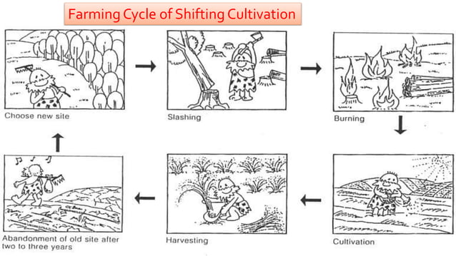 Traditional Agroforestry System in India- Shifting Cultivation, Taungya ...