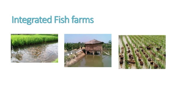 Traditional and Modern of Aquaculture systems | PDF