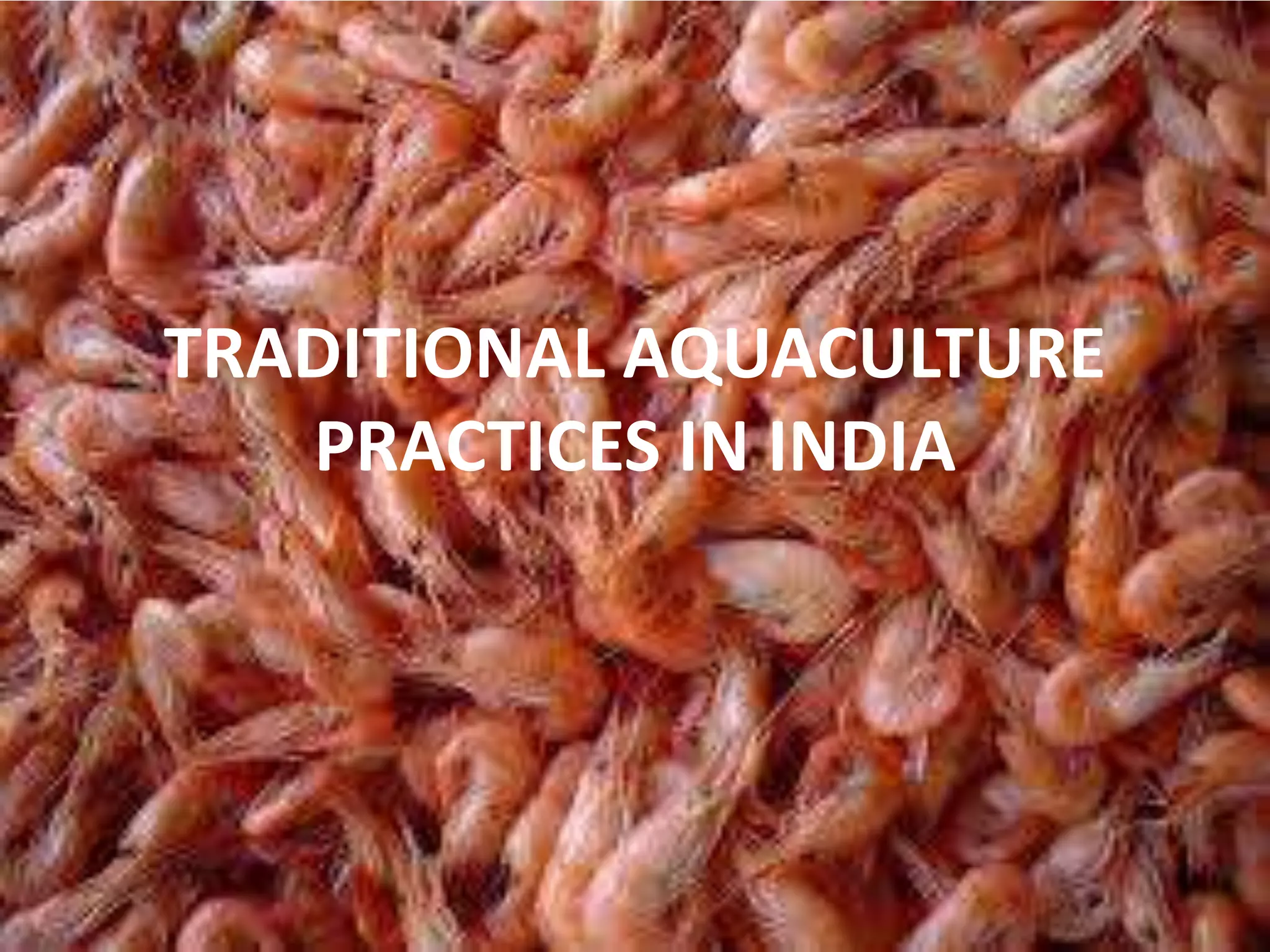 Traditional aquaculture in india | PPTX