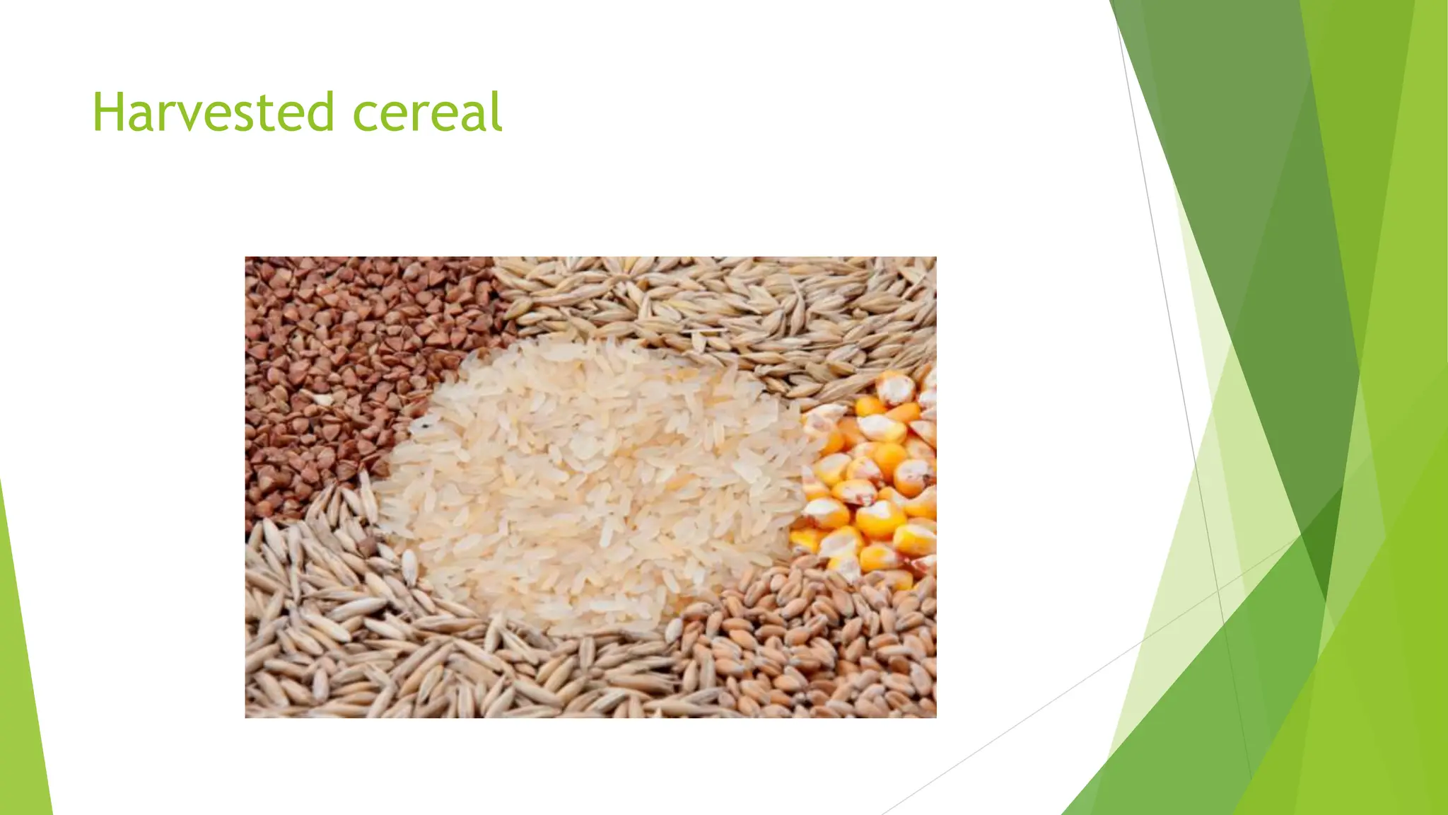 Traditional fermented cereal products.pptx