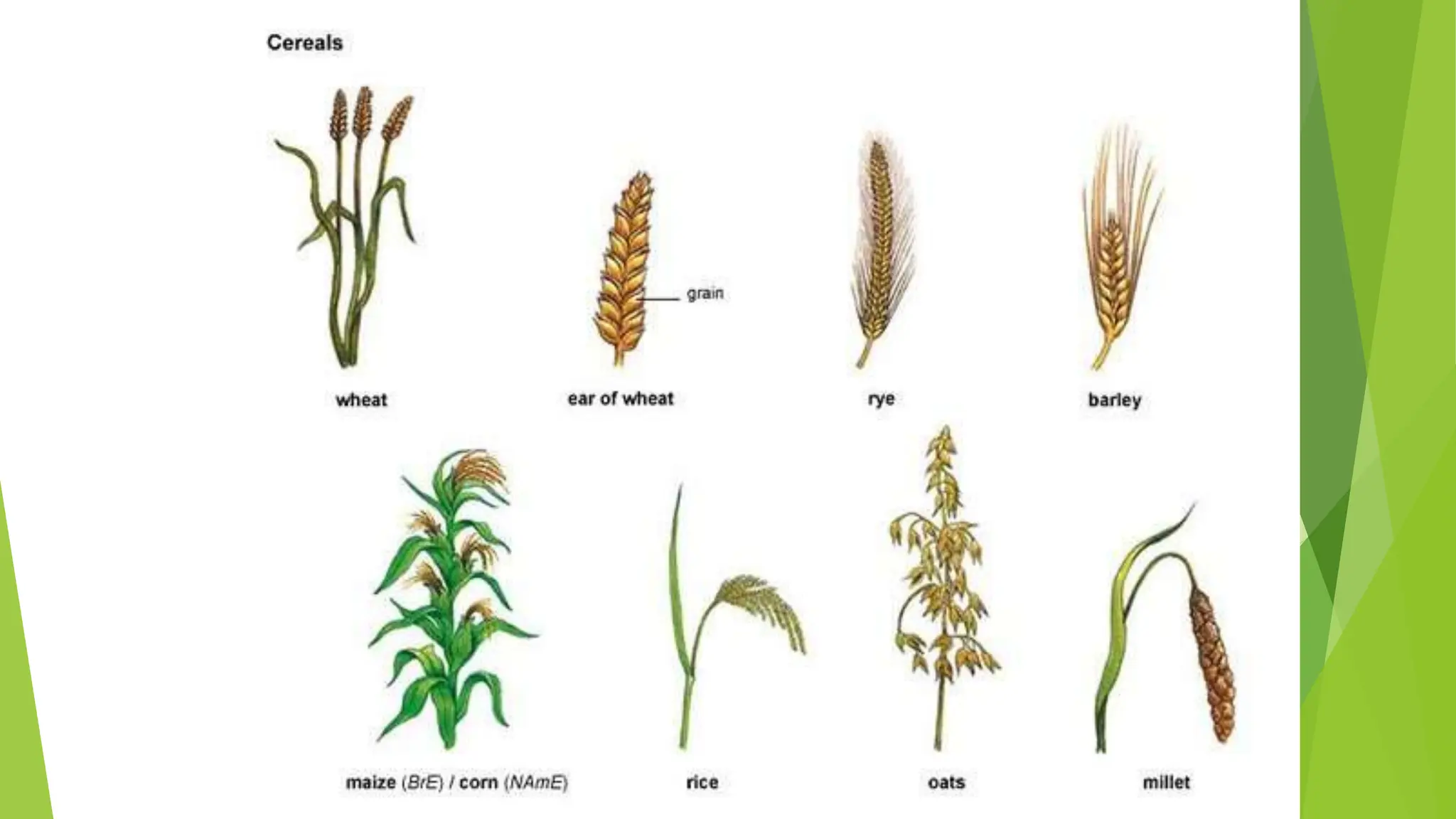 Traditional fermented cereal products.pptx