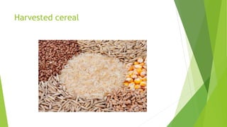 Traditional fermented cereal products.pptx