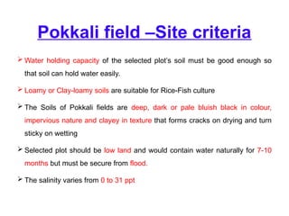 A Traditional fish farming - Pokkali.pptx