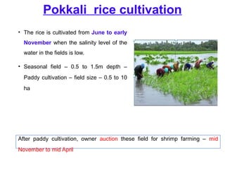 A Traditional fish farming - Pokkali.pptx
