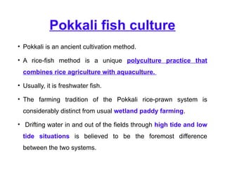 A Traditional fish farming - Pokkali.pptx