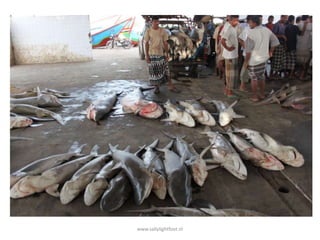 Traditional Fishing Yemen | PPT