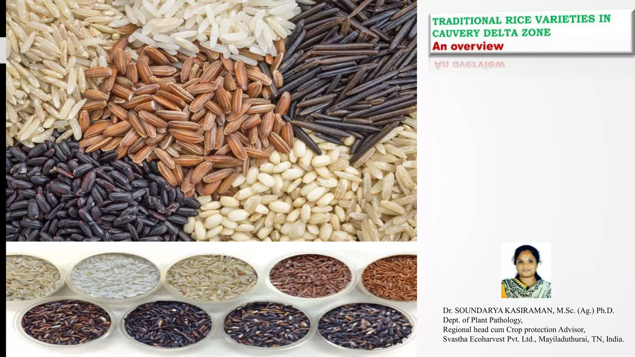 Traditional Rice Varieties In Cauvery Delta Zone Pptx