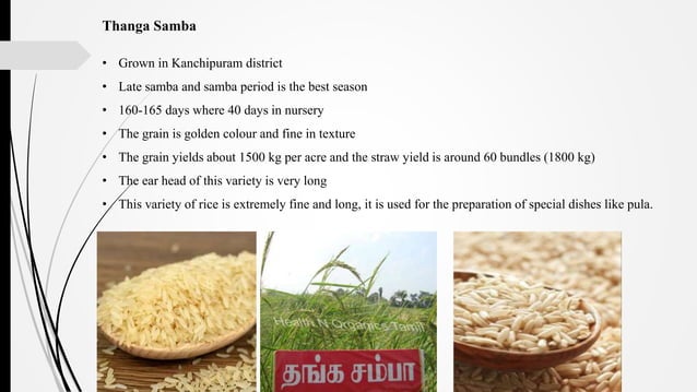 TRADITIONAL RICE VARIETIES IN CAUVERY DELTA ZONE.pptx