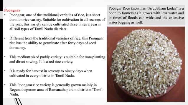 TRADITIONAL RICE VARIETIES IN CAUVERY DELTA ZONE.pptx