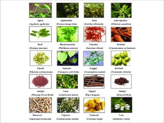 Traditional system of medicine | PPTX