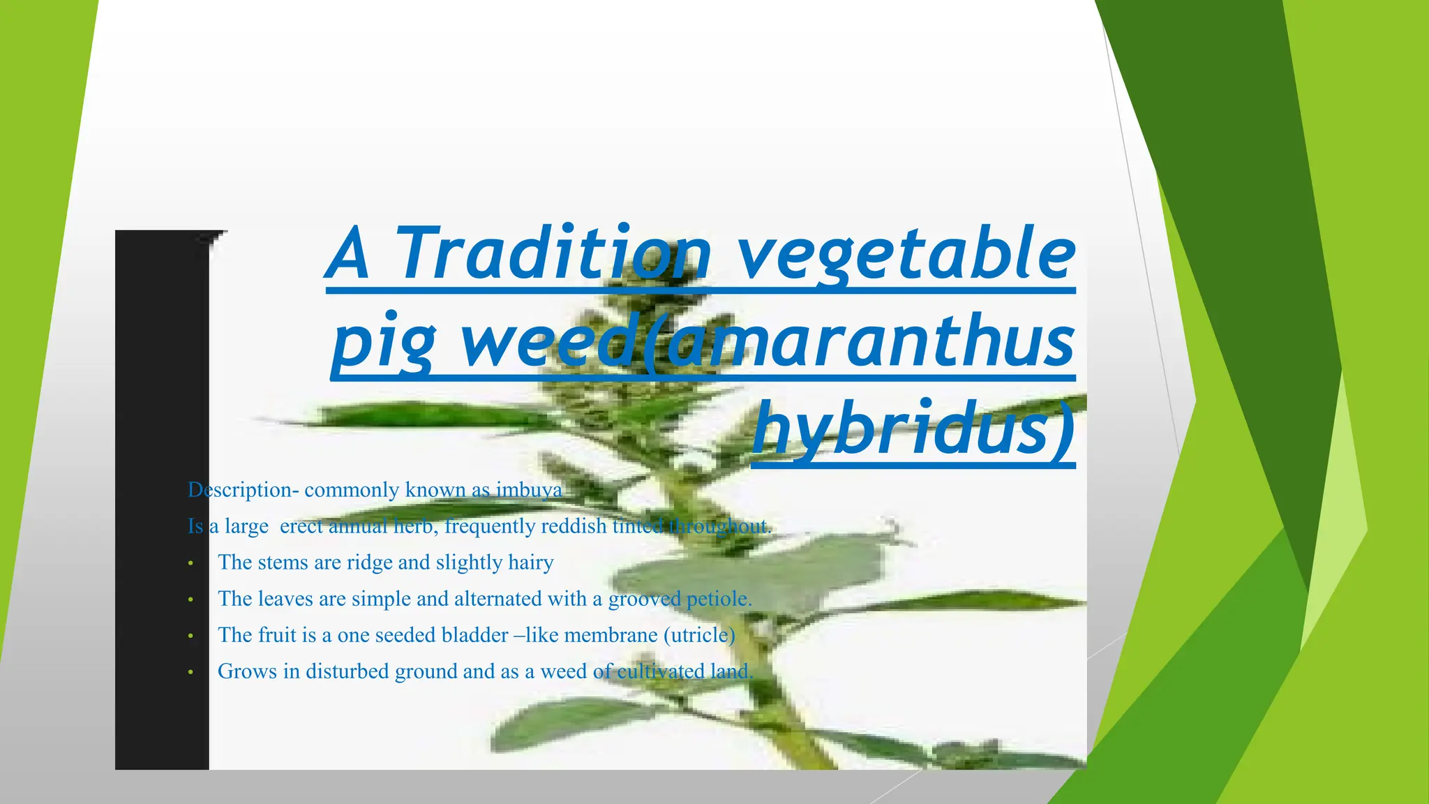 A traditional vegetable (pigweed)by VINOLIA.pdf