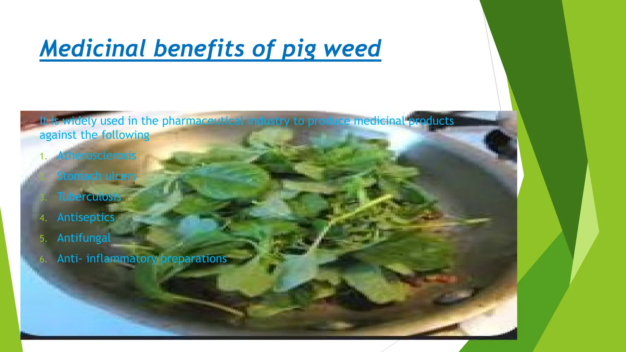 A traditional vegetable (pigweed)by VINOLIA.pdf