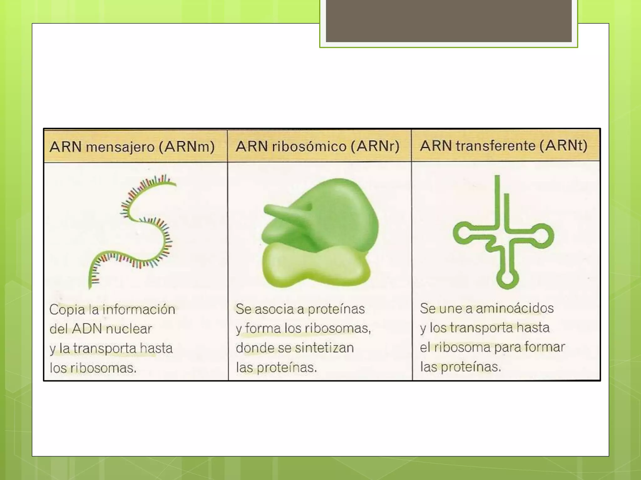 Elementos de la traducción del ARN | PPTX