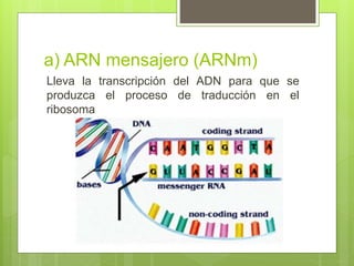 Elementos de la traducción del ARN | PPTX
