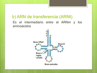 Elementos de la traducción del ARN | PPTX