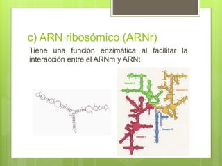 Elementos de la traducción del ARN | PPTX