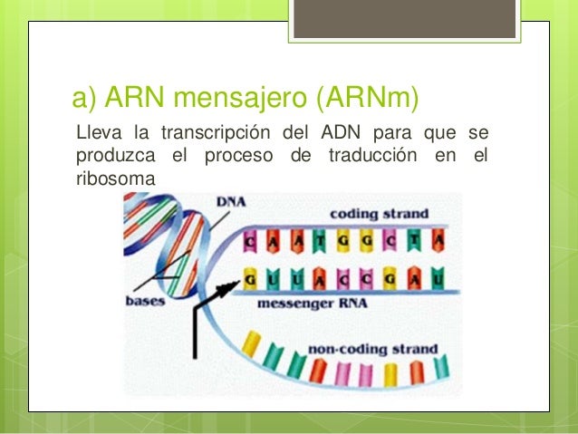 Elementos de la traducción del ARN