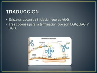 Proceso de Traduccion Genetica | PPTX
