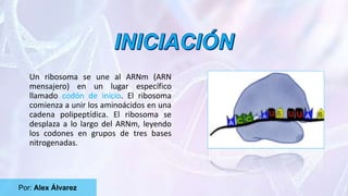 Traducción del ADN en la Genética Molecular | PPTX