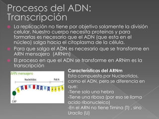 Traduccion y transcripcion | PPTX