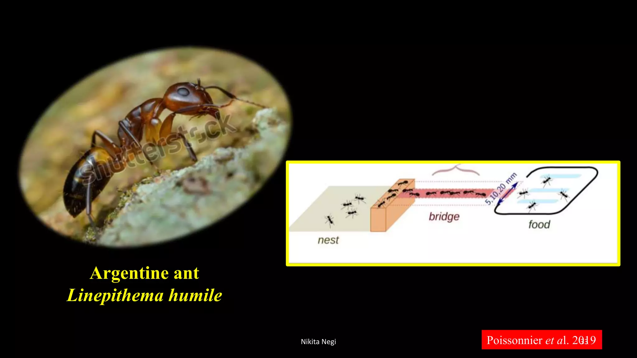 Traffic management in ants | PPTX