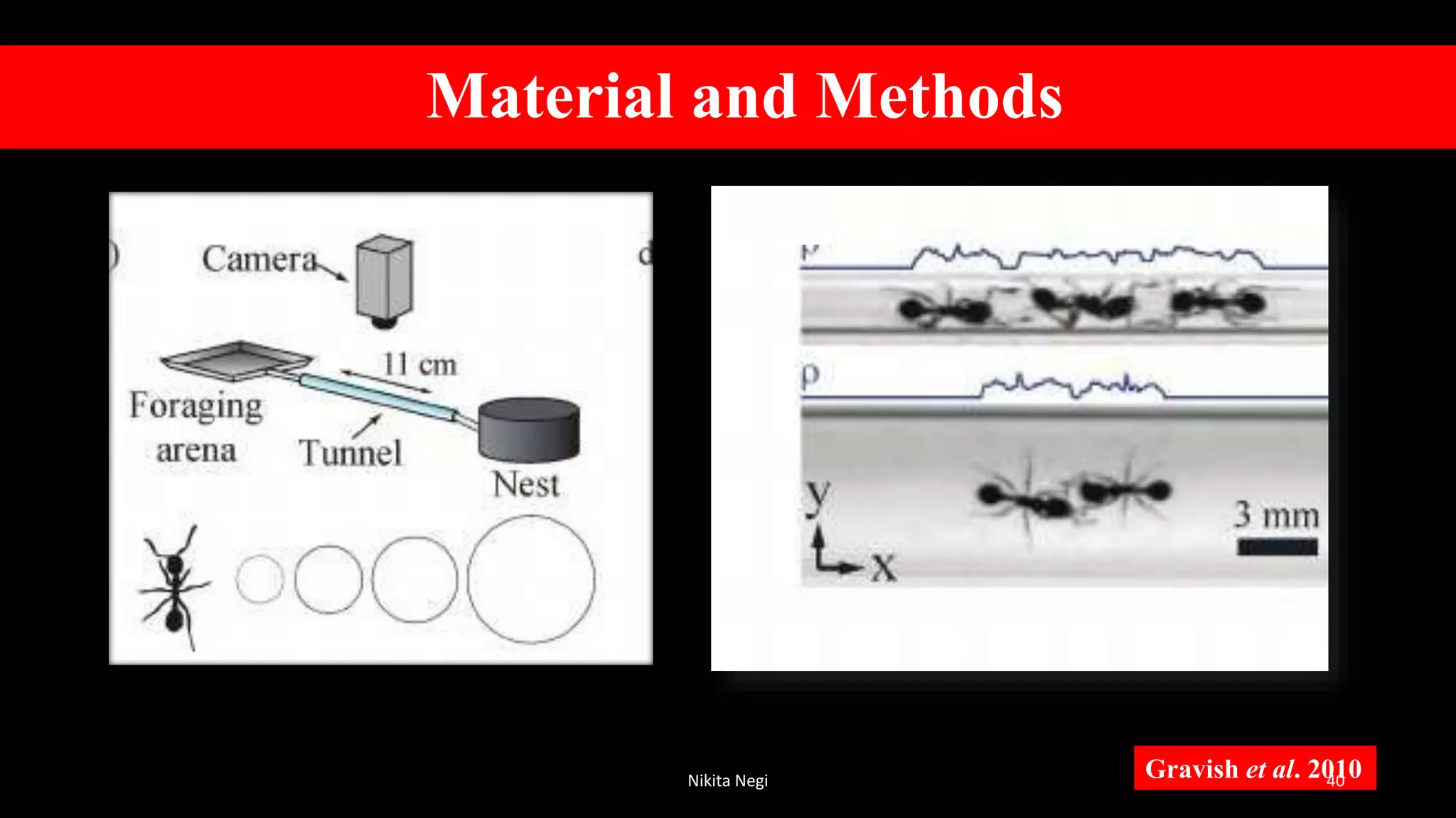 Traffic management in ants | PPTX