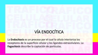Tráfico vesicular | PPTX