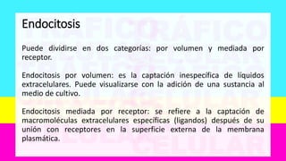 Tráfico vesicular | PPTX