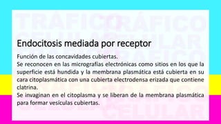 Tráfico vesicular | PPTX
