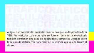 Tráfico vesicular | PPTX