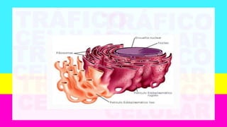 Tráfico vesicular | PPTX