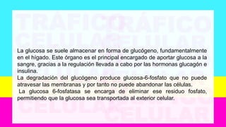 Tráfico vesicular | PPTX