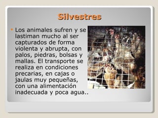 Tráfico de Animales | PPT