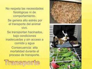 Trafico ilegal de especies | PPTX