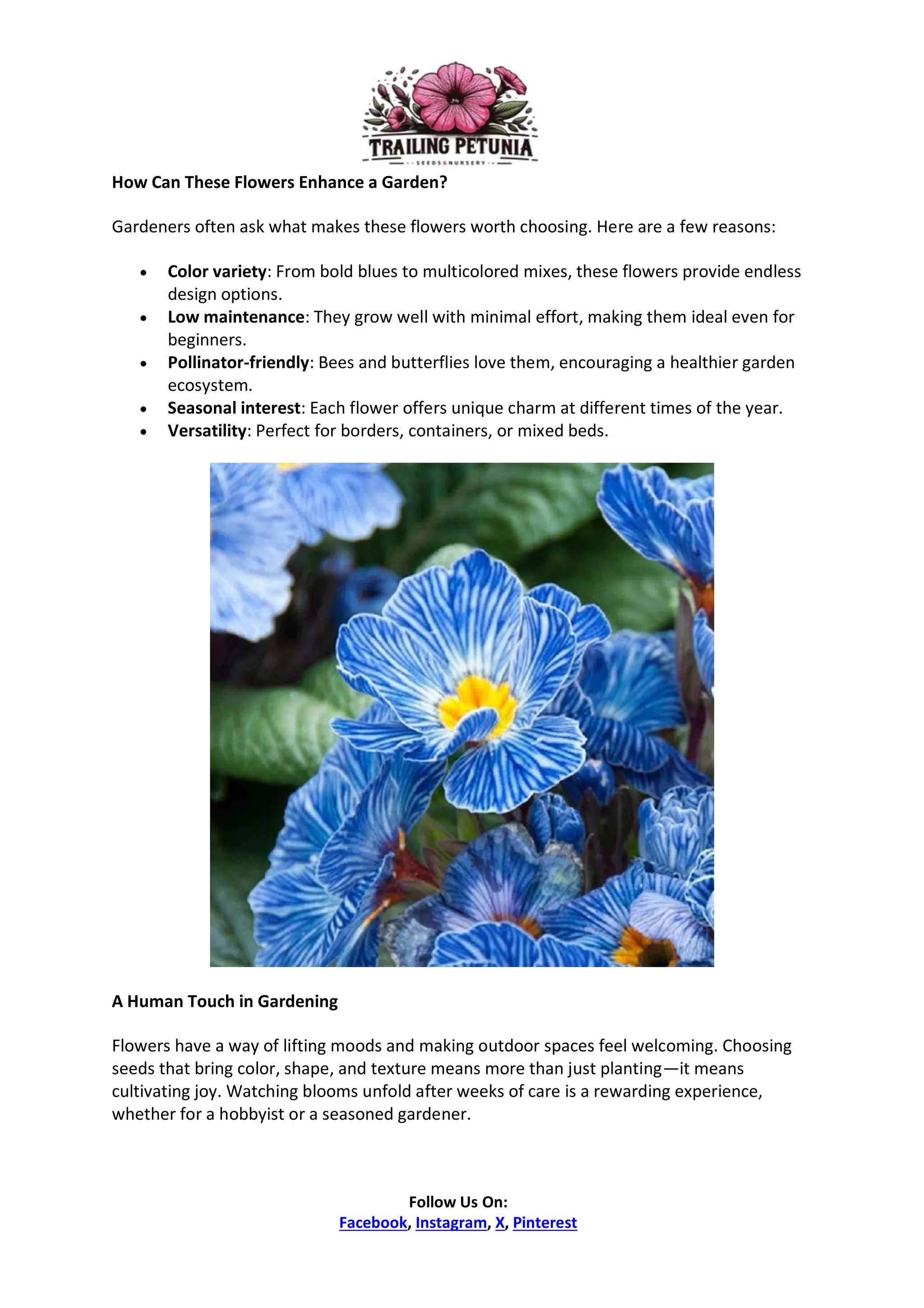 Trailing Petunia PR- Phlox Popstars Seeds.pdf