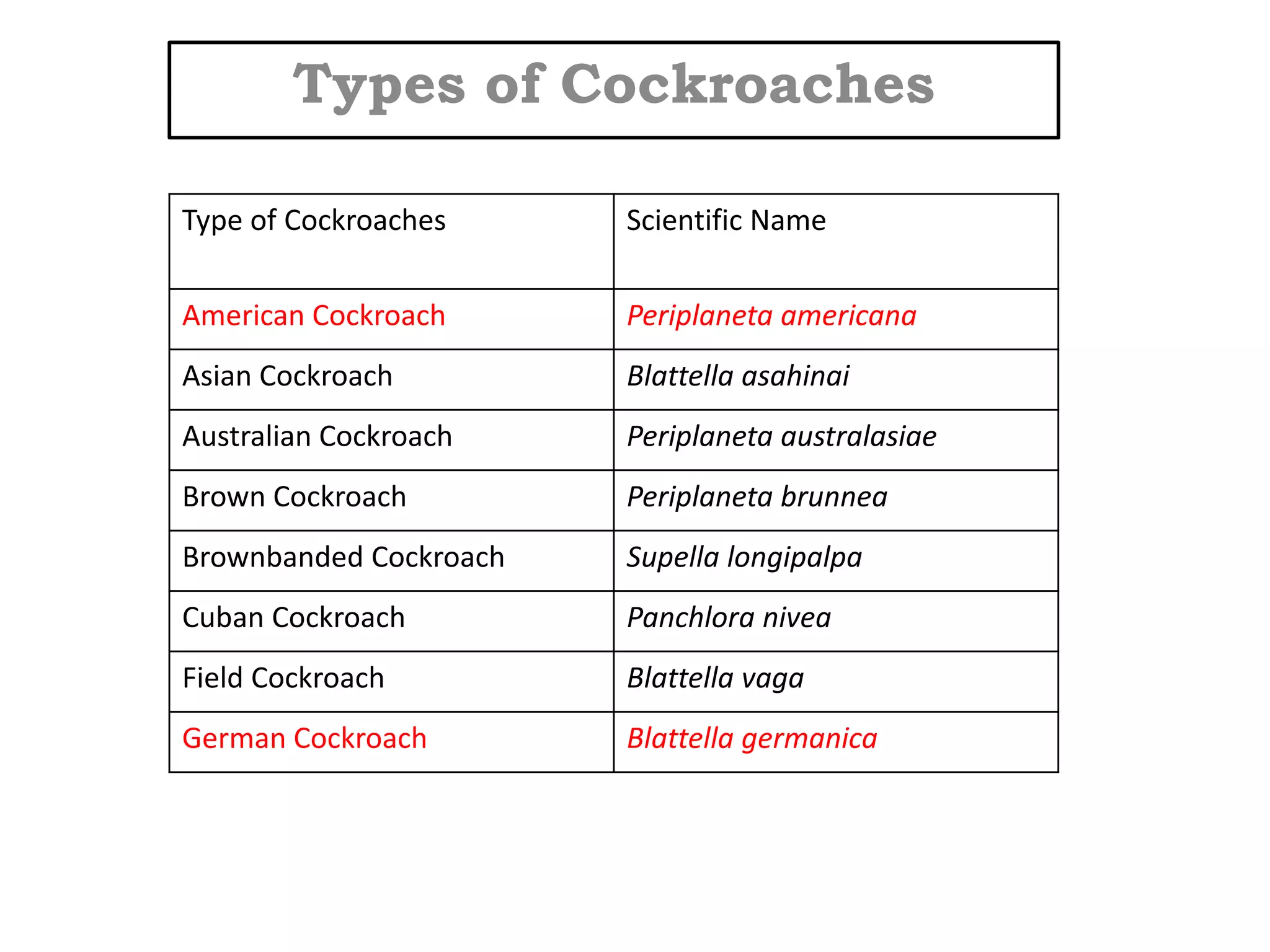 Types of Cockroaches and there Attributes | PPTX