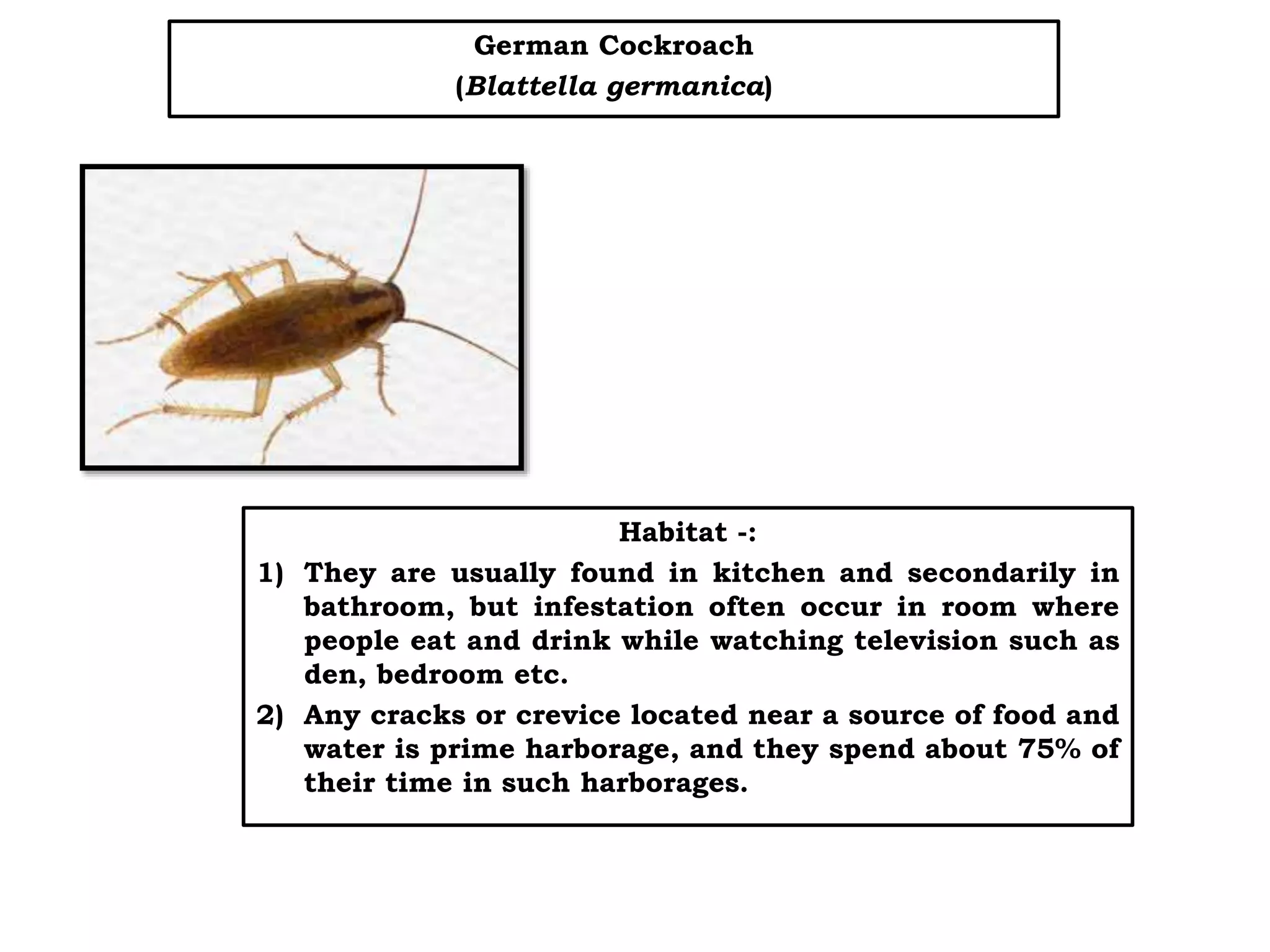 Types of Cockroaches and there Attributes | PPTX