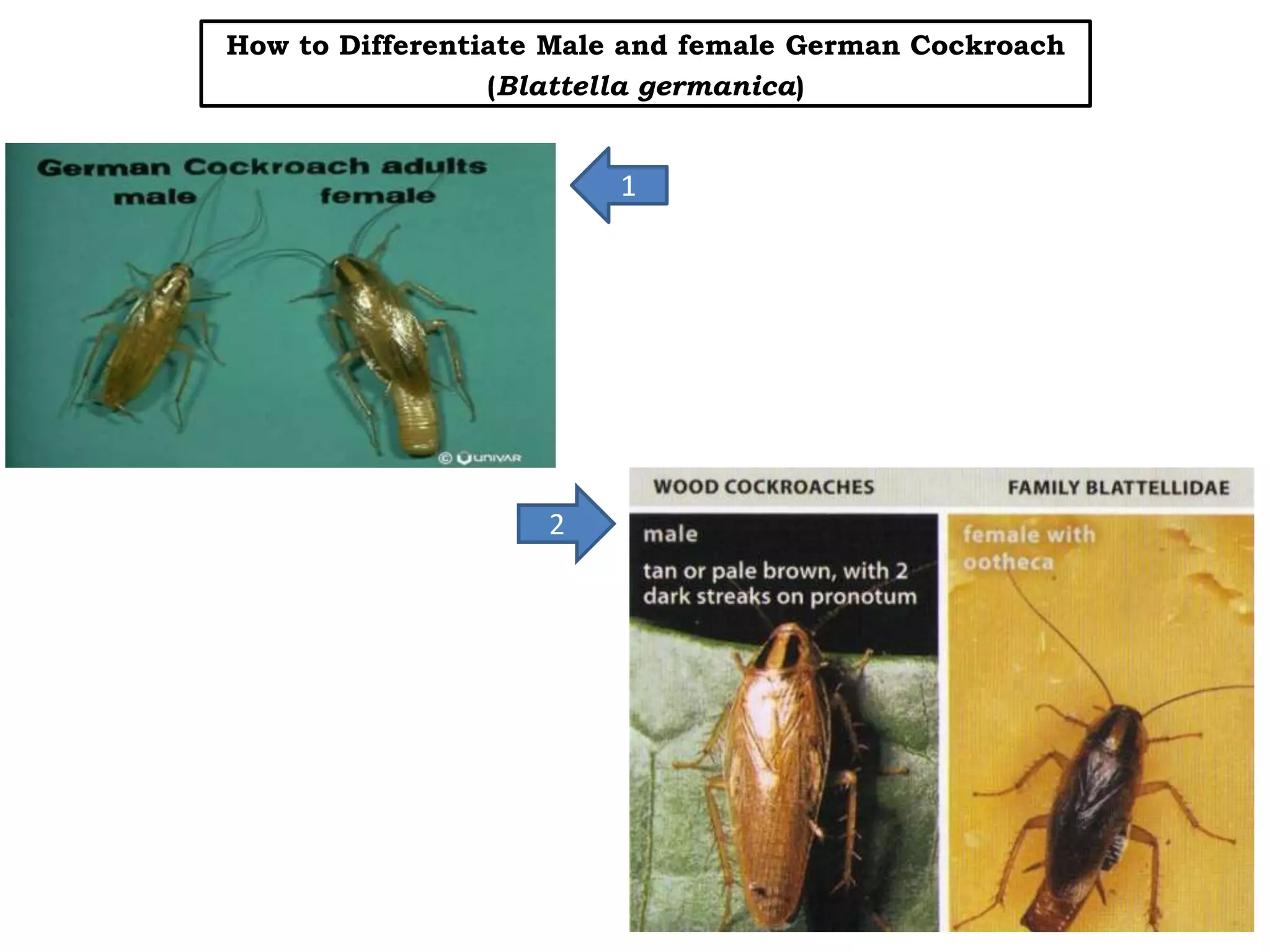 Types of Cockroaches and there Attributes | PPTX
