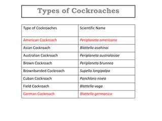 Types of Cockroaches and there Attributes | PPTX