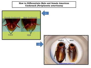 Types of Cockroaches and there Attributes | PPTX