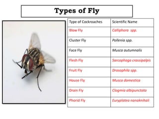Types of Flies and there Attributes | PPTX